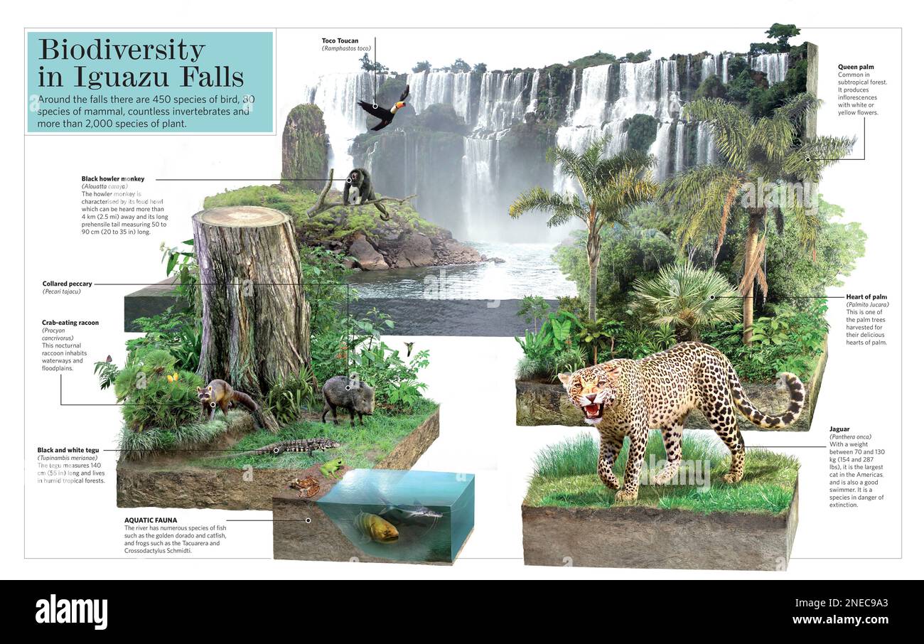 Infographic about the biodiversity of fauna and flora in Iguazu Falls ...
