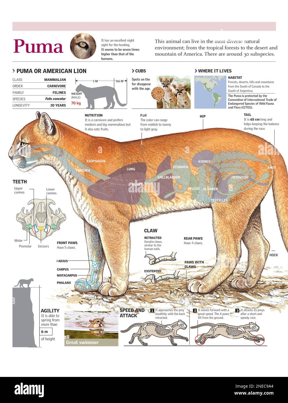 Infographics of the distribution, anatomy and locomotion of the puma ...