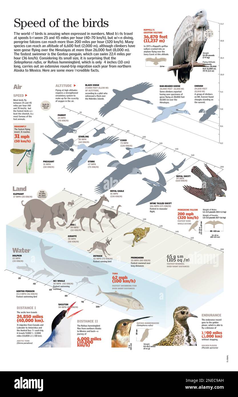 Infographics of the comparison of the speed that different animals ...