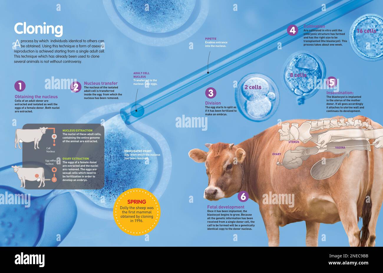 Infographic about the process of cloning animals. [QuarkXPress (.qxp ...