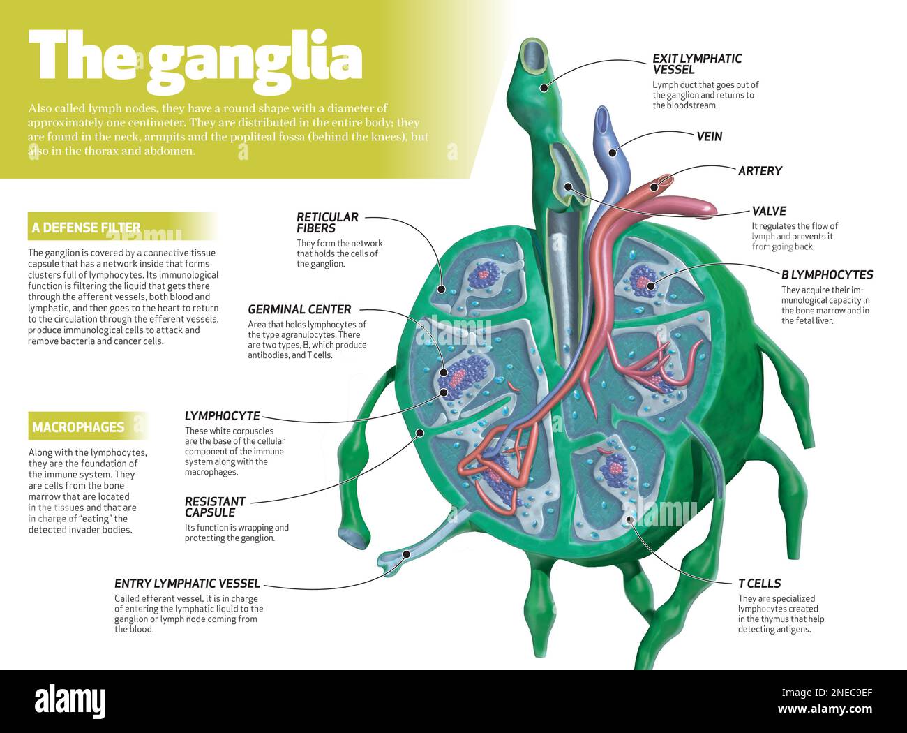 Infography on nodes, also called lymph nodes, and their immune ...