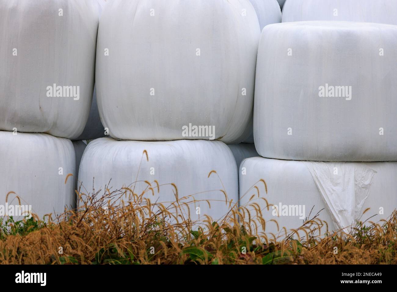 Large Hay Bales Wrapped in Plastic for Outdoor Storage on Farm Stock ...