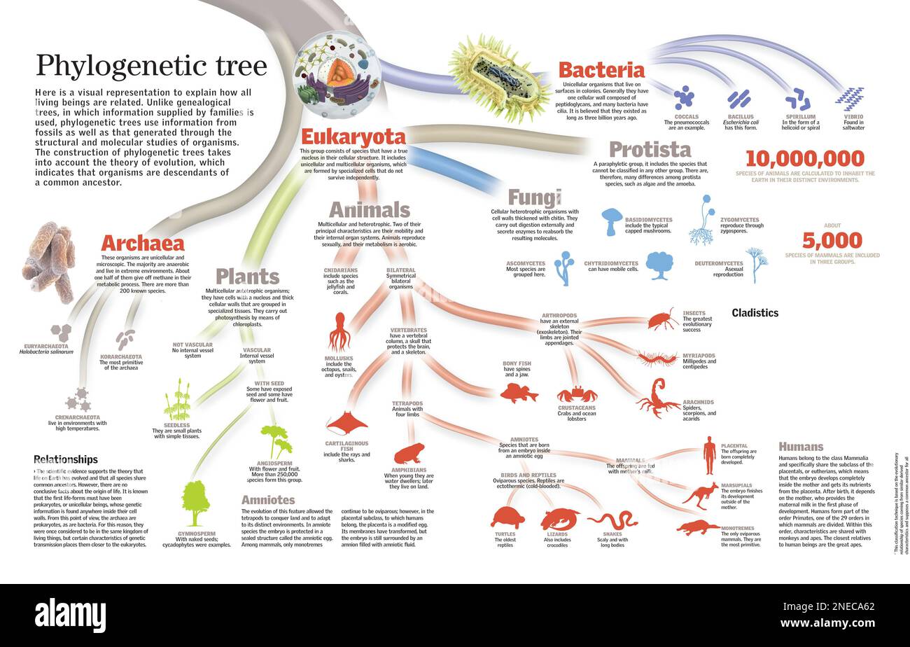 Infographic of the phylogenetic tree of all living beings. [QuarkXPress ... Infographic of the phylogenetic tree of all living beings. [QuarkXPress ...