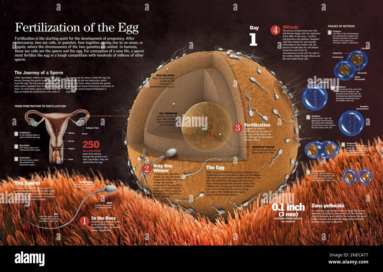 Infographic of the fertilization of the ovum, the subsequent formation ...
