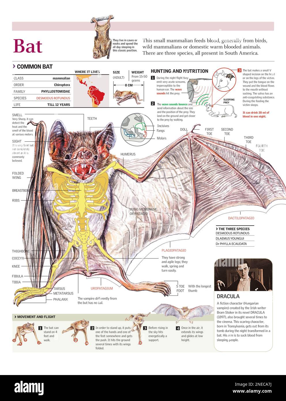 Infographics of habitat, anatomy, feeding and locomotion of the Vampire ... Infographics of habitat, anatomy, feeding and locomotion of the Vampire ...