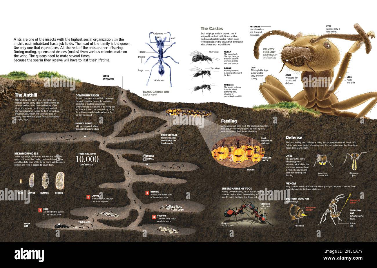 Infographic of the ants, their life cycle, the structure of an ants' nest and social ...