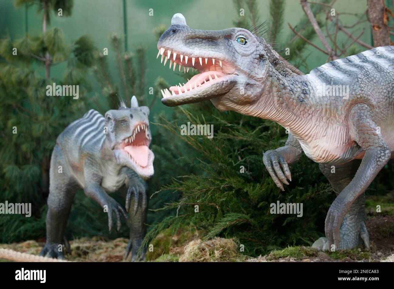 A pair of animatronic Ornitholestes are seen on display at the ...