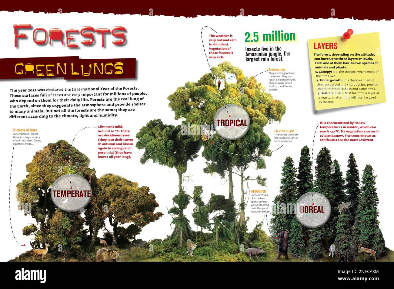 Infographic about the different types of forests. They are different ...