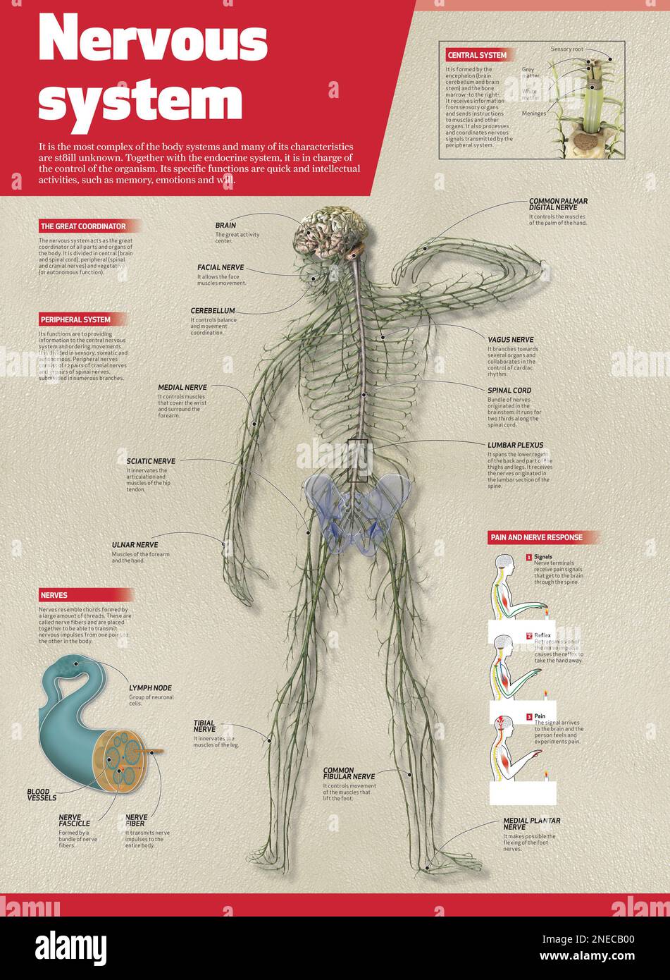 Infography on the human nervous system. [Adobe InDesign (.indd ...