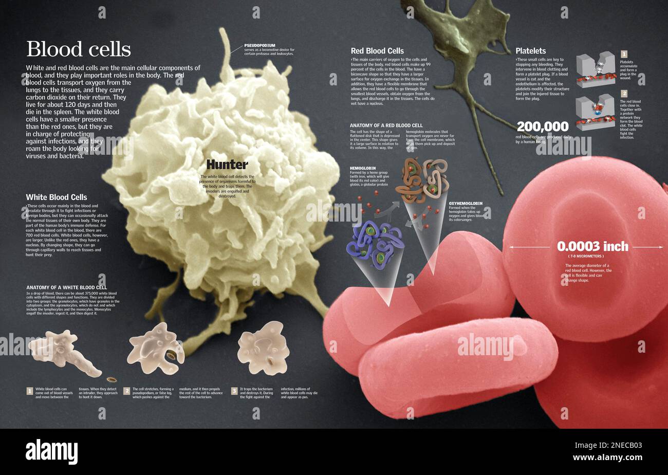 Infographic of red and white blood cells and their function ...