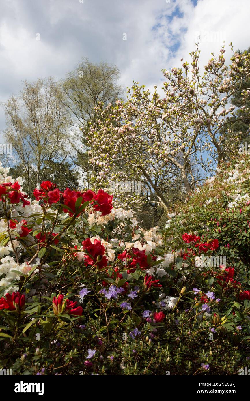 Woodland Garden with Rhododendron and Magnolia Tree Stock Photo - Alamy