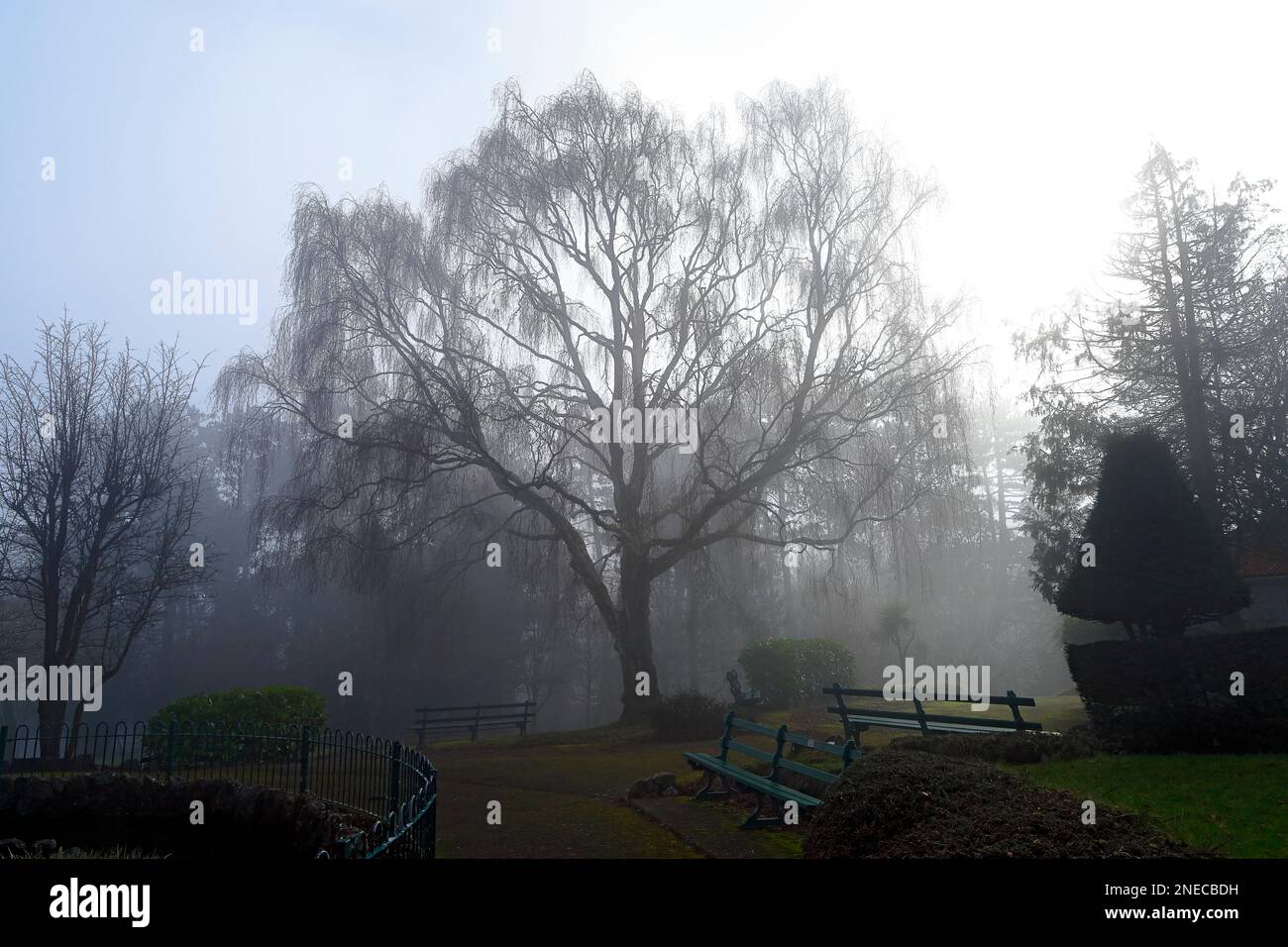 Tree in mist, Alexandra Park, Penarth, Vale of Glamorgan, South Wales ...