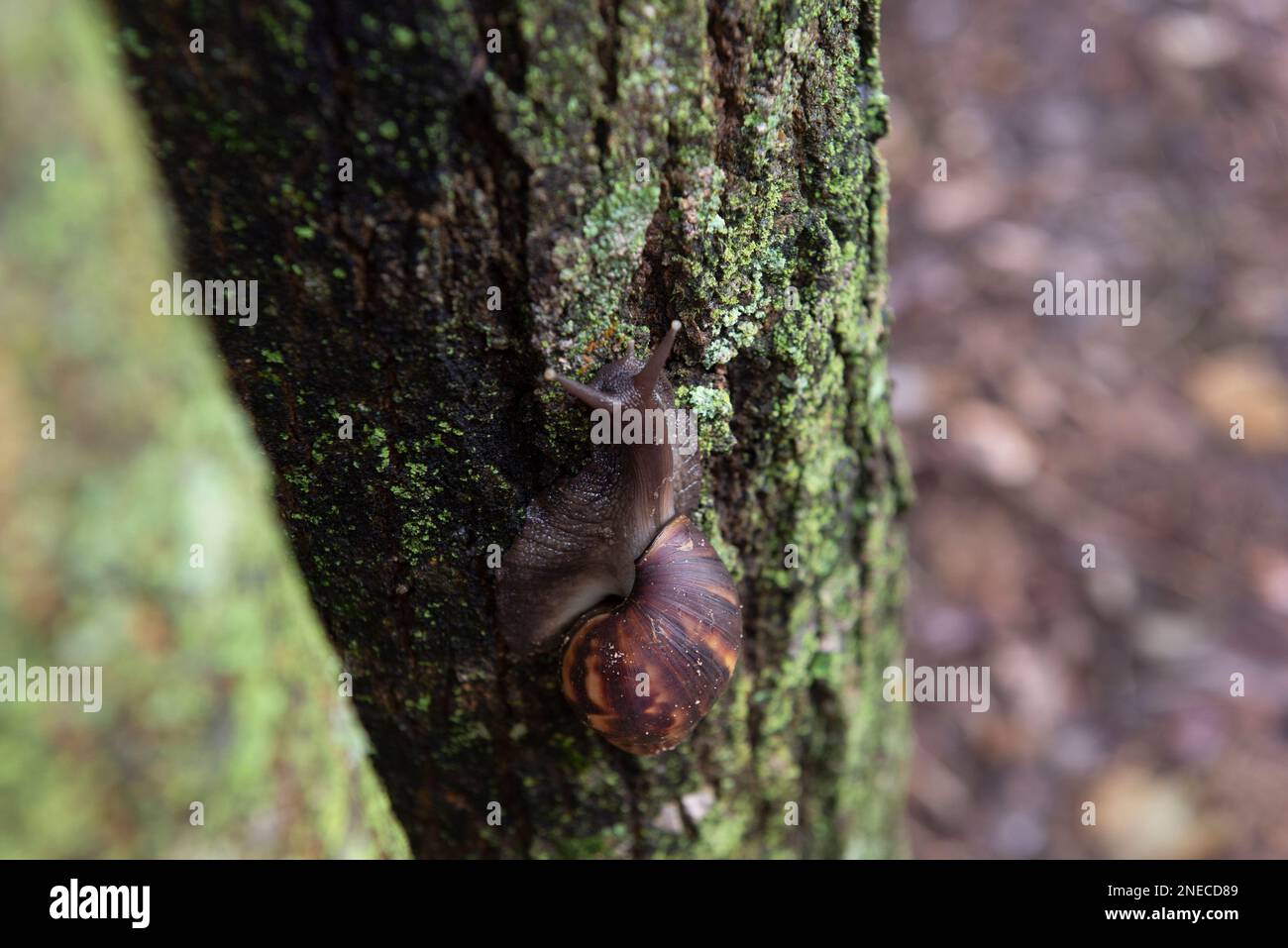 Giant African Snail (Achatina fulica) on tree trunk. The snails should ...