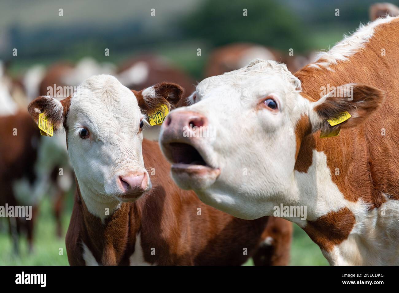 Bellow head hi-res stock photography and images - Alamy