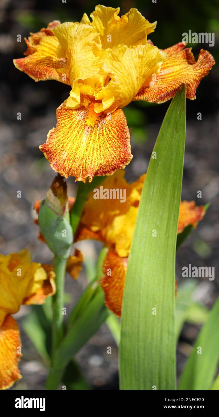 Tall Tiger Shark Bearded Iris Bloom and Stalk Spring Colors Yellow Red ...