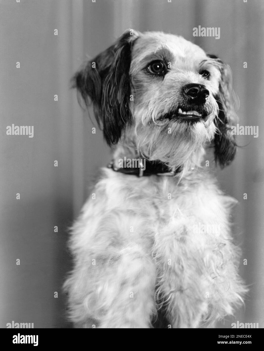 Daisy the dog of the "Blondie" movies is shown Dec. 31, 1943. (AP Photo ...