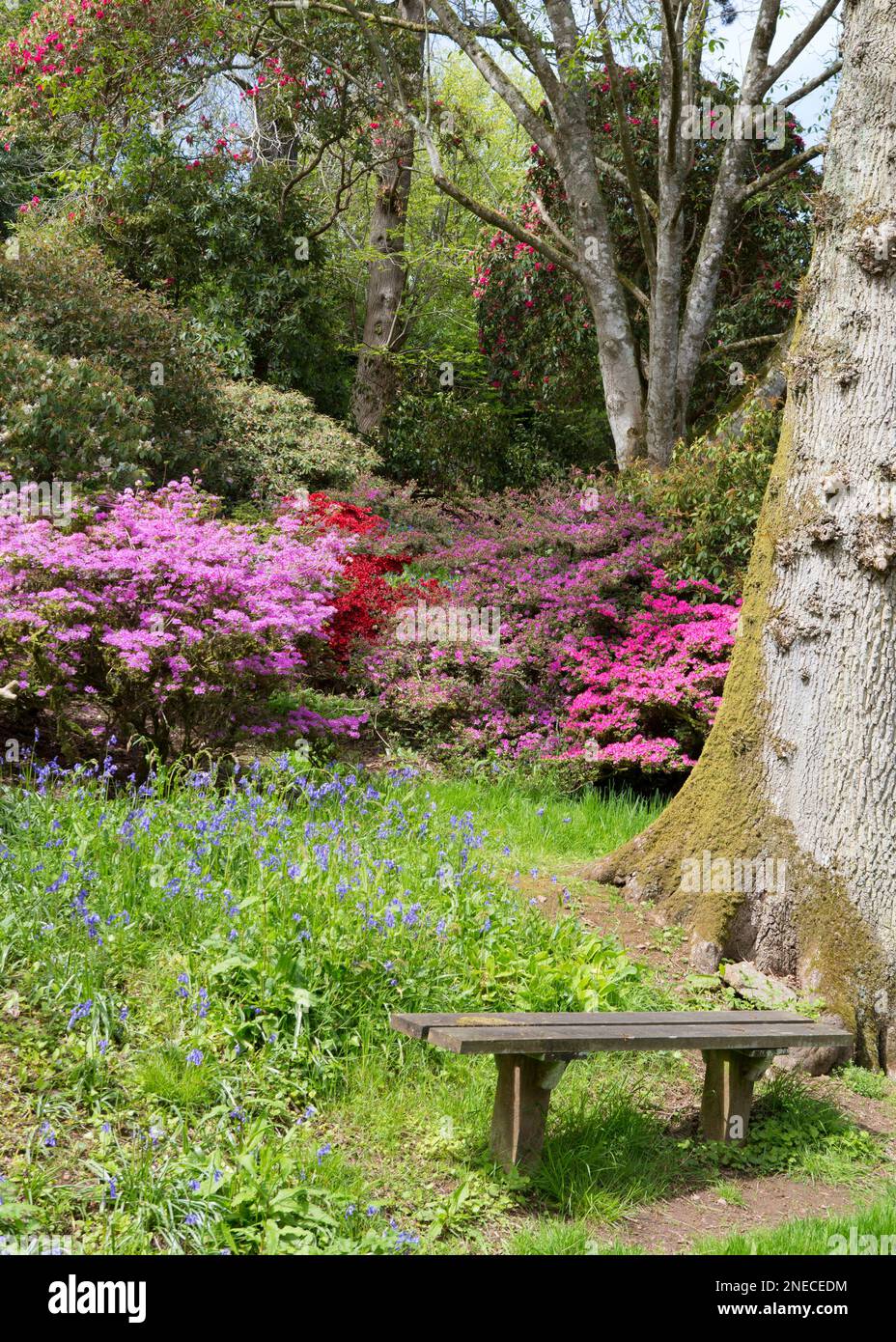 Woodland Garden with Azalea, Rhododendron and Bluebells Stock Photo - Alamy