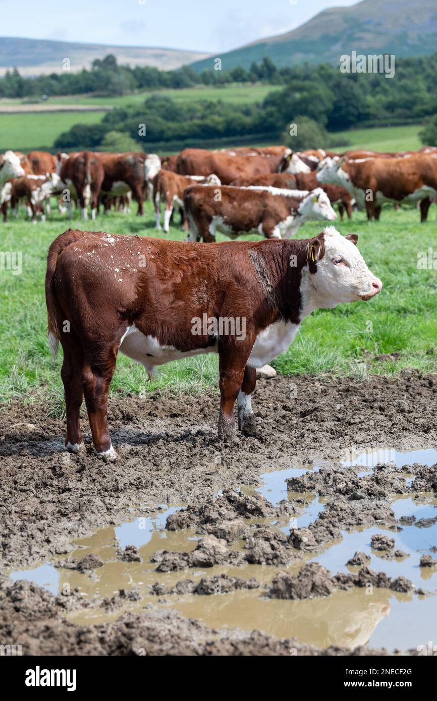 Muddy ground around a cattle watering hole in a pasture, Cumbria, UK ...