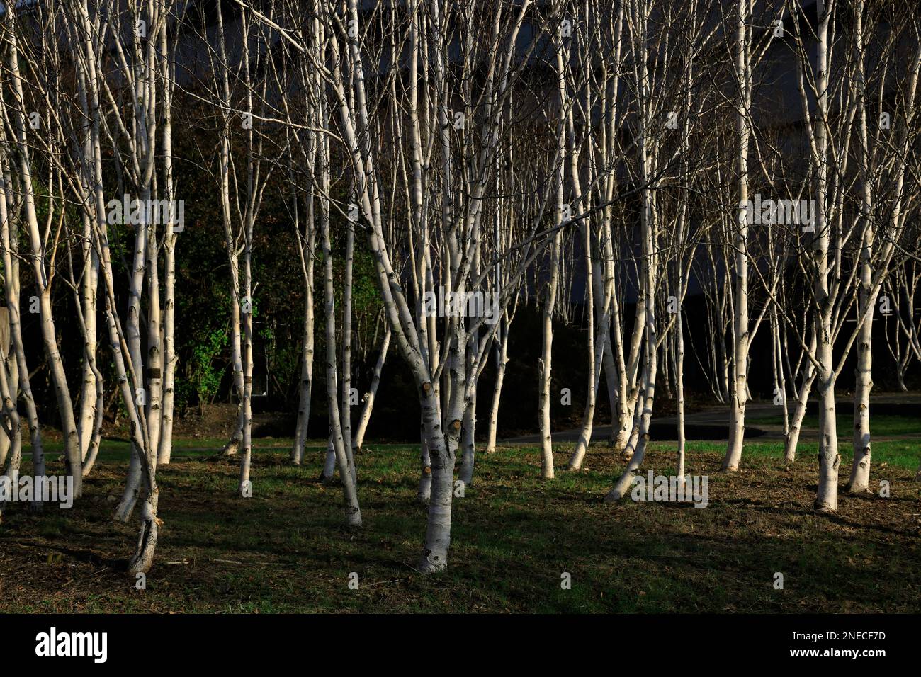 Group of Silver Birch trees,Betula pendula Stock Photo - Alamy