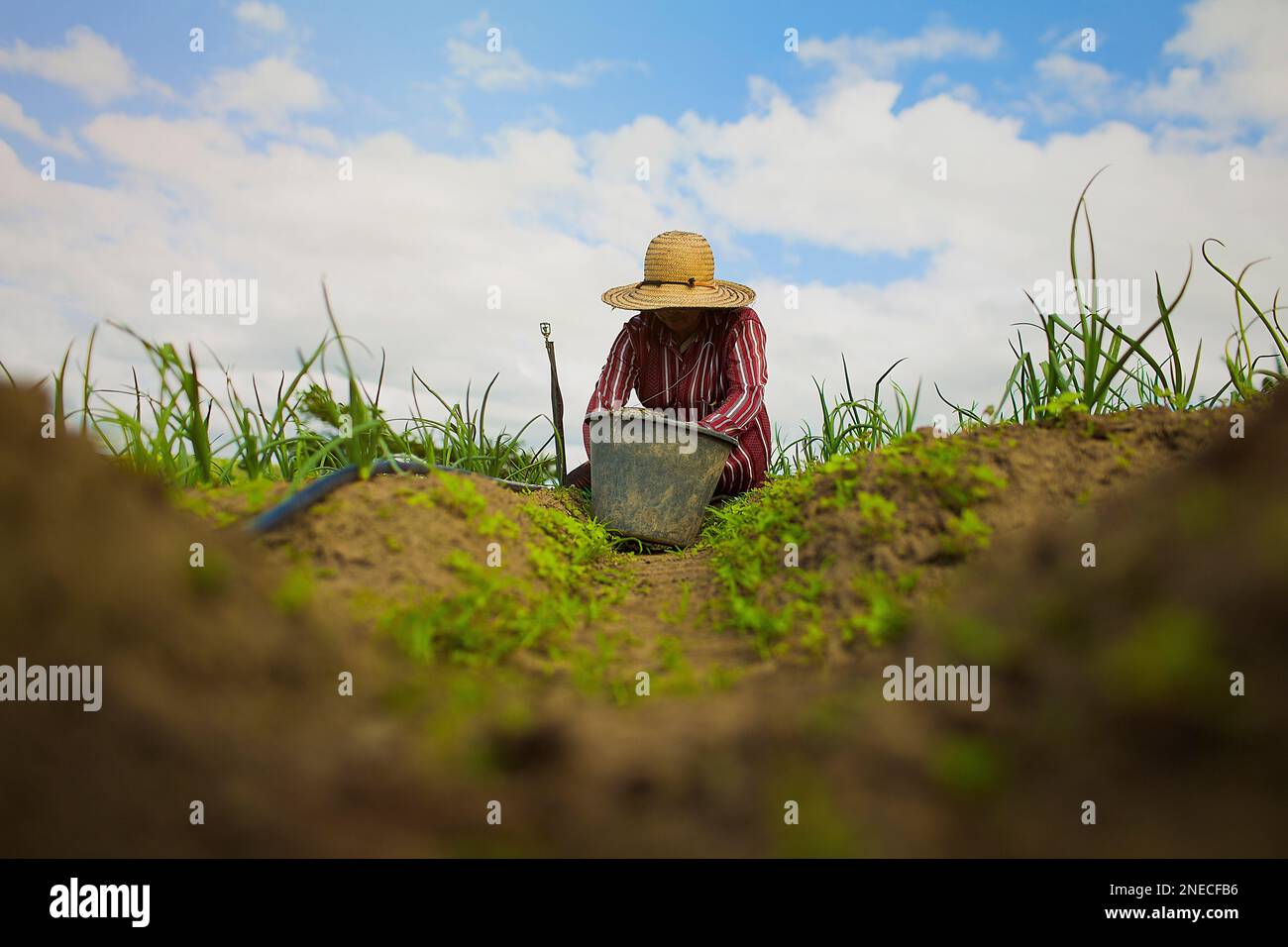 Community, Agriculture, Cultivation, Nature, Vegetables, Fruits, Field ...