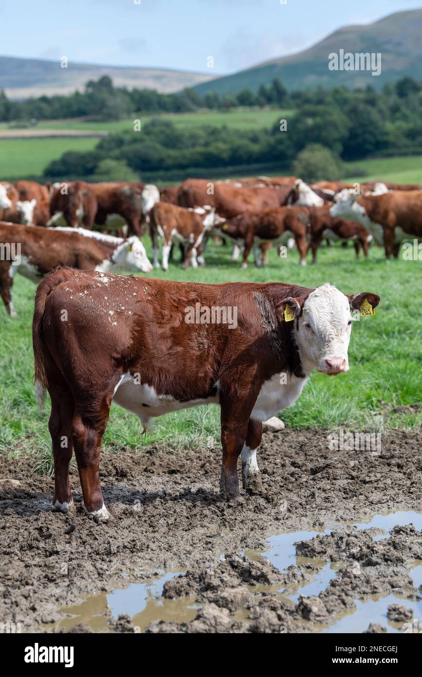 Muddy ground around a cattle watering hole in a pasture, Cumbria, UK ...