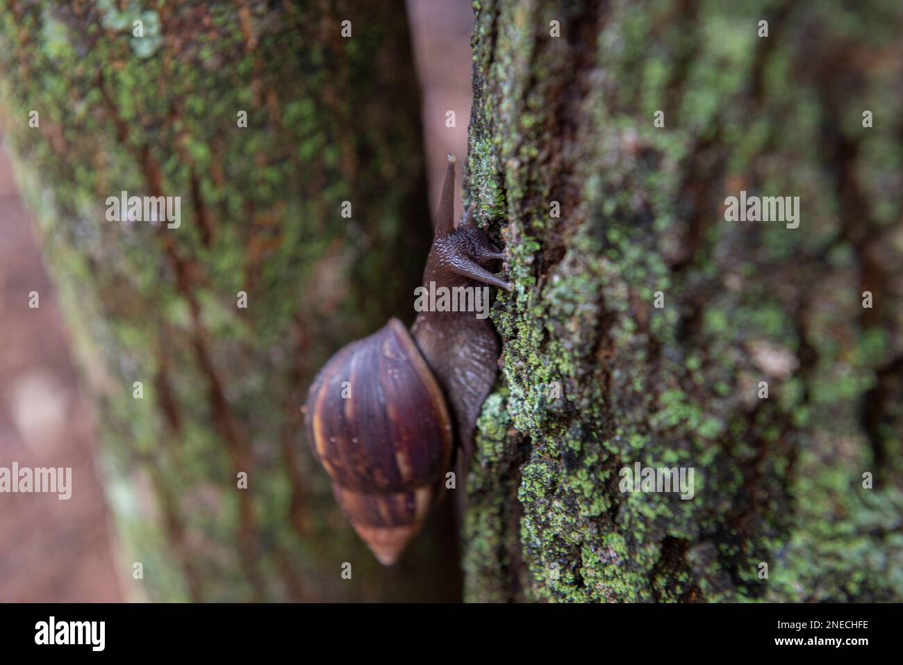 Giant African Snail (Achatina fulica) on tree trunk. The snails should ...