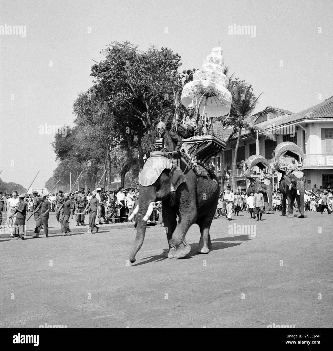 Tusk-trimmed royal elephants parade in splendor through the streets of ...