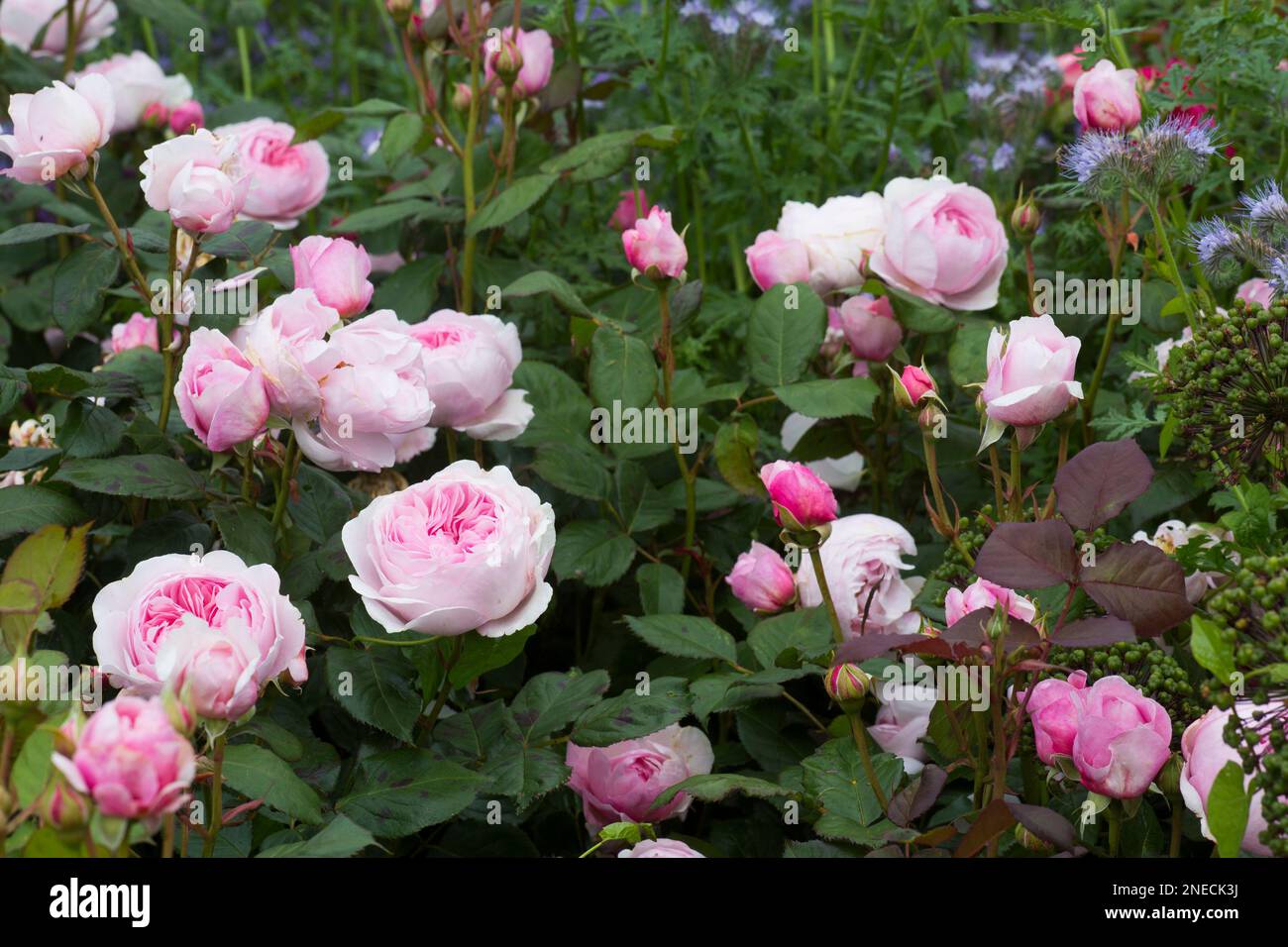 Pink Roses in English Cottage Garden Stock Photo - Alamy
