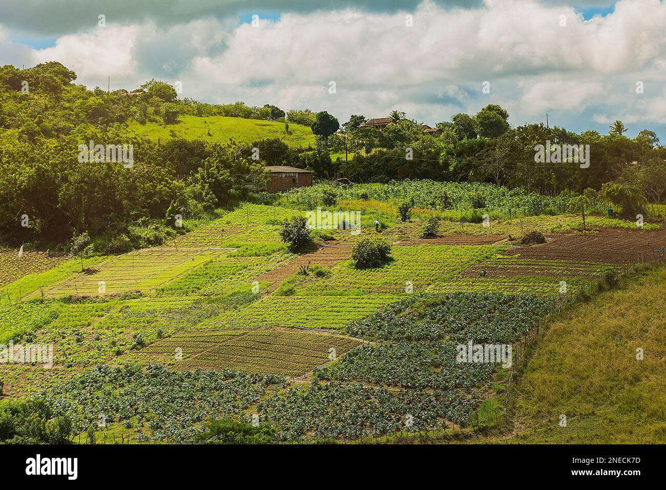 Community, Agriculture, Cultivation, Nature, Vegetables, Fruits, Field ...