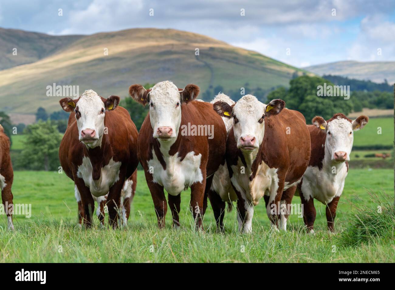 Herd of Hereford cows and calves in upland pasture on a grass fed beef ...