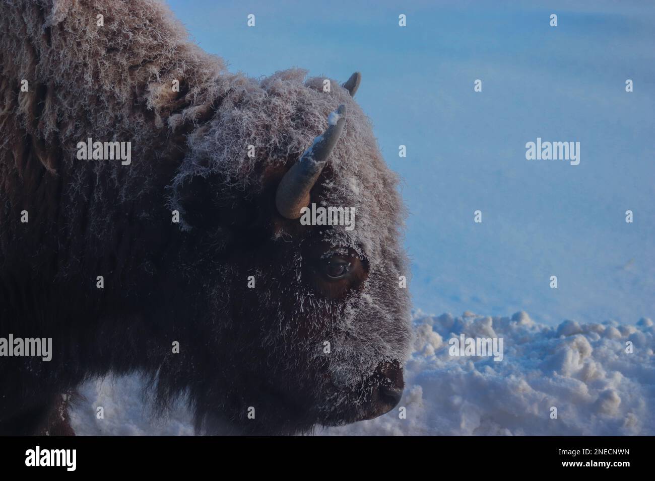 Bison close up hi-res stock photography and images - Alamy