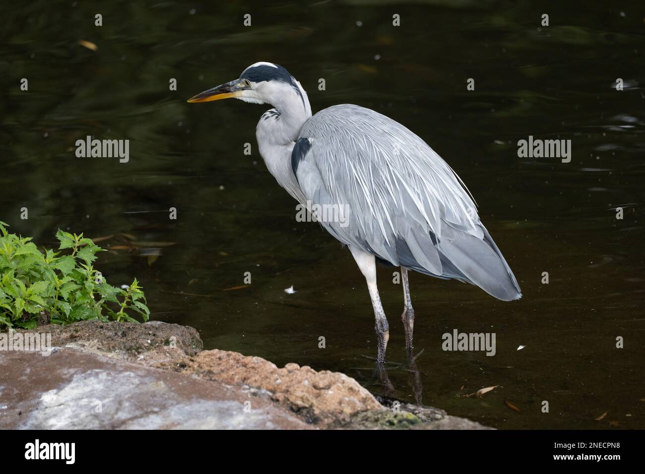 The Grey heron (Ardea cinerea) wading bird standing in pond shallow ...