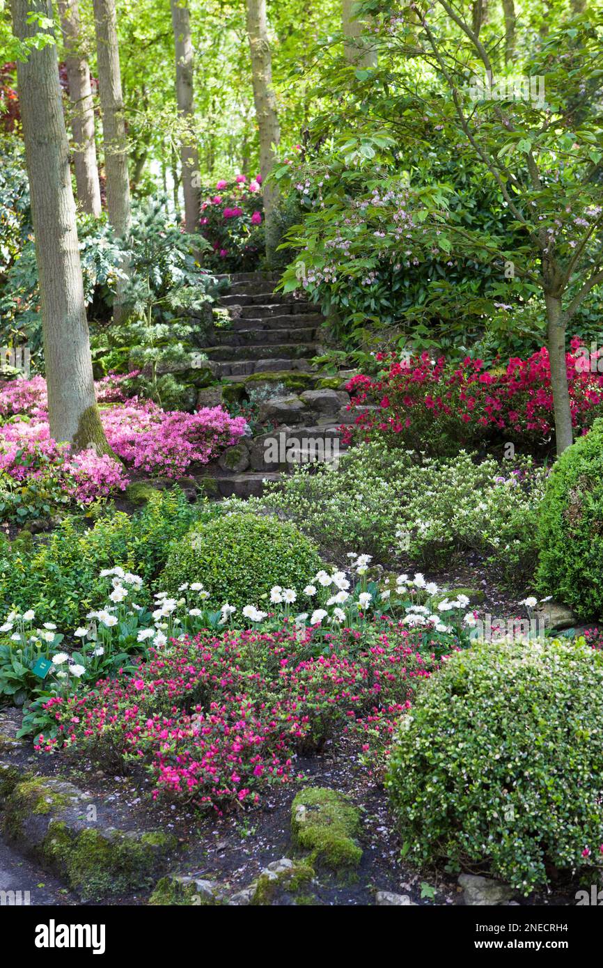 Woodland stone steps hi-res stock photography and images - Alamy