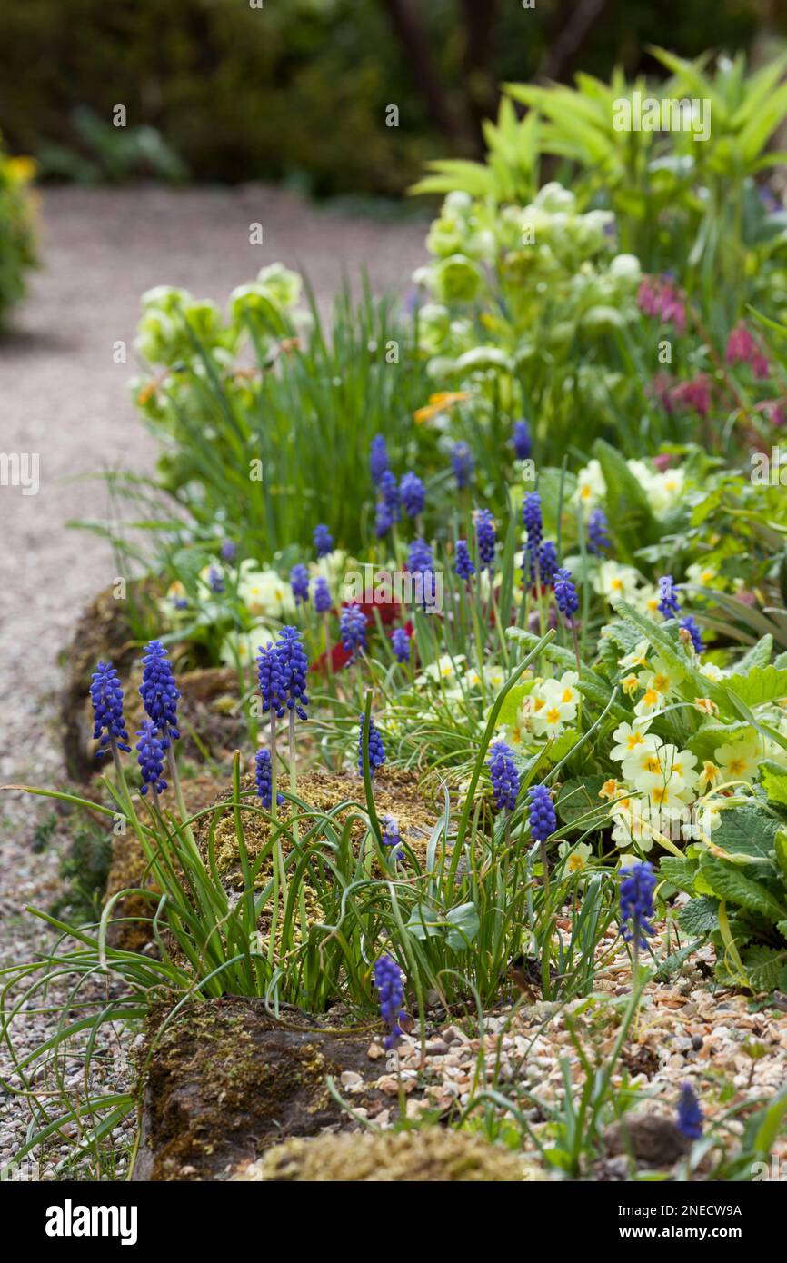 Early spring cottage garden with Grape Hyacinths and Primroses Stock ...