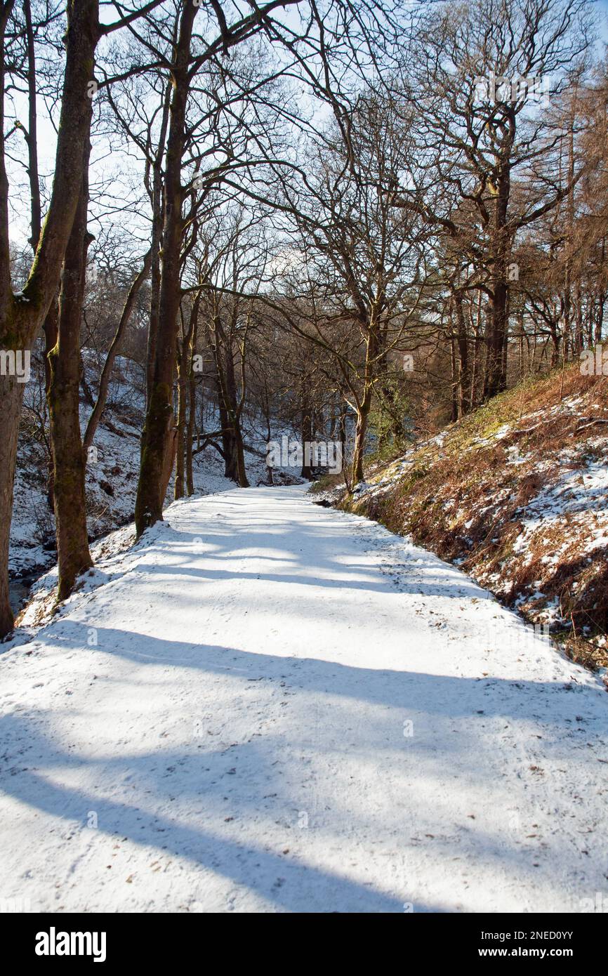 Hase Bank Wood Lyme Park on a snowy bright winter day Cheshire England ...