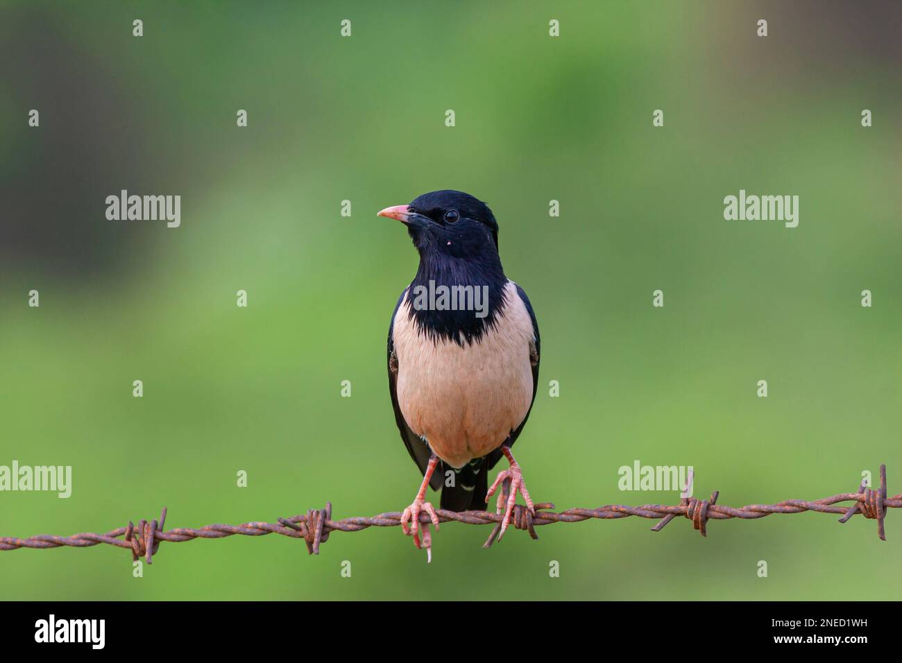 bird watching around on wire, Rosy Starling, Pastor roseus Stock Photo - Alamy