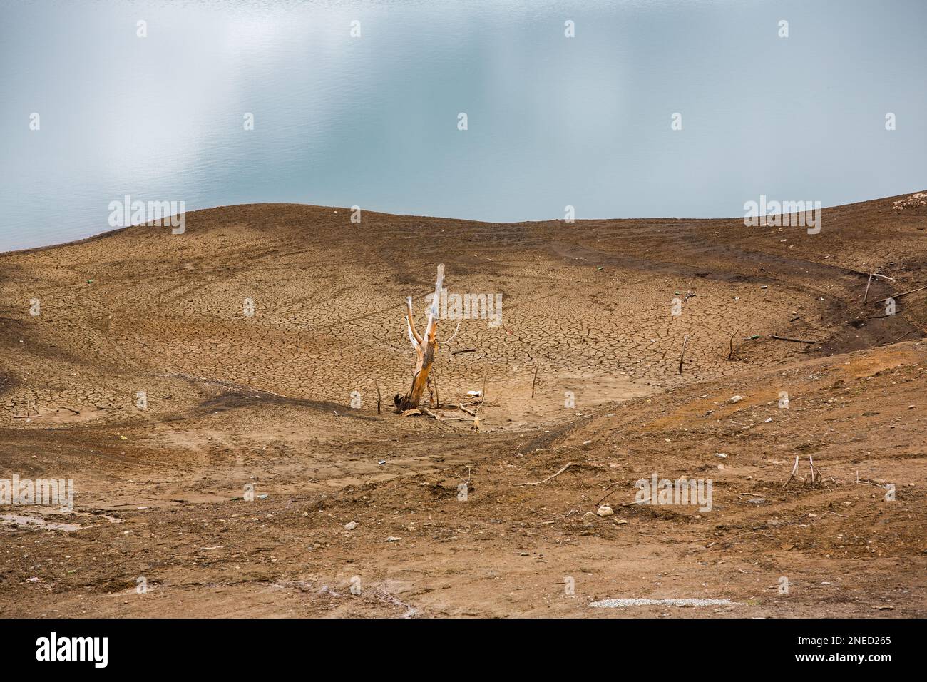 A lonely dry tree surrounded by hills. Aridity, desert Stock Photo - Alamy