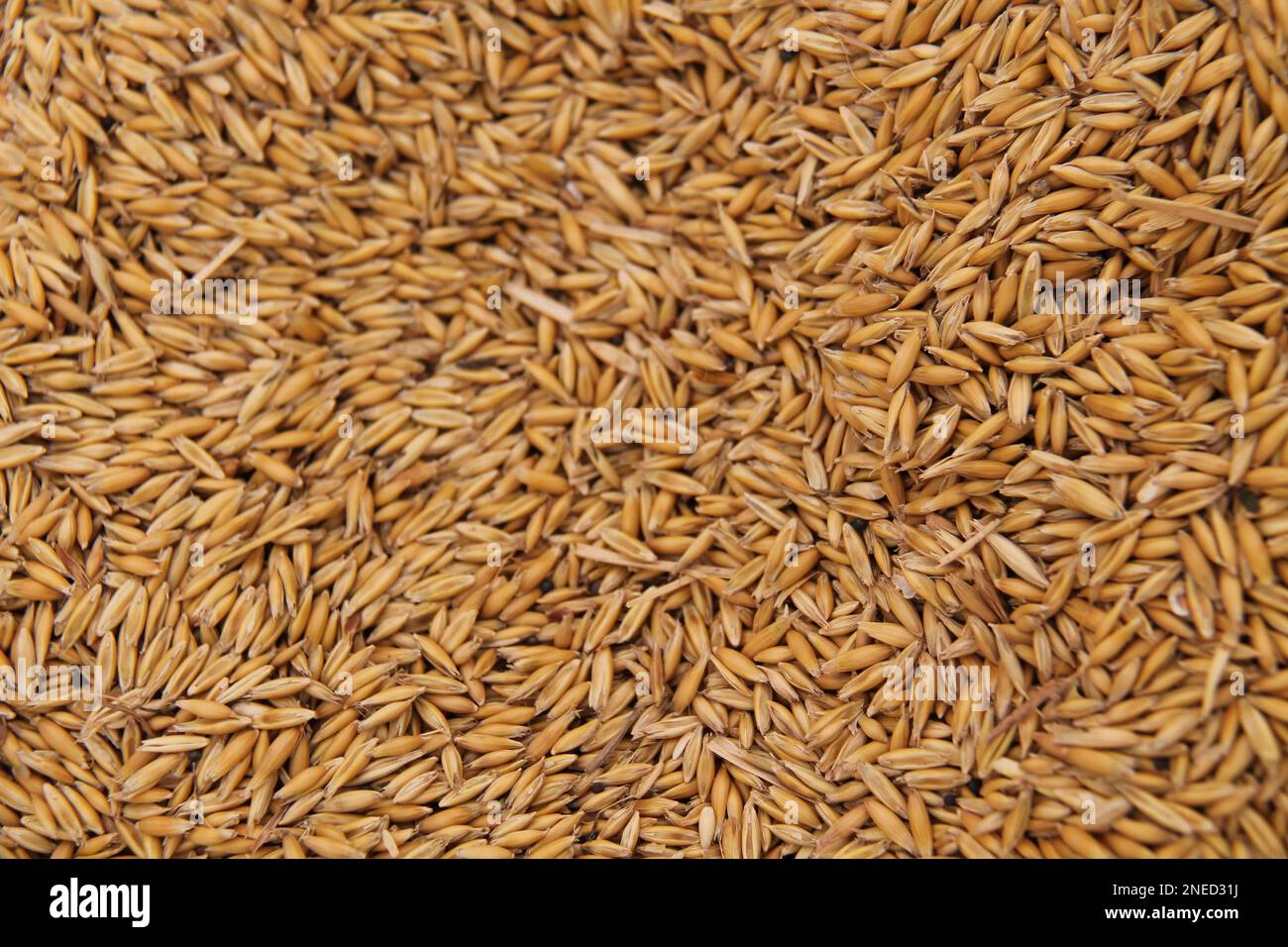 A Background Image of Recently Harvested Oat Seeds Stock Photo - Alamy