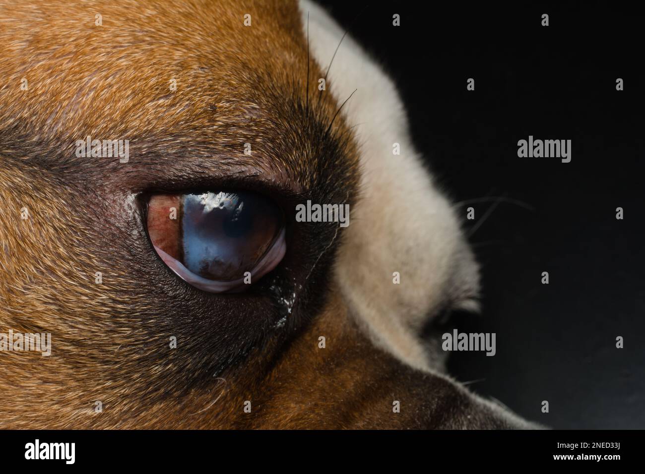 Dog with corneal ulcer. English Bulldog breed Stock Photo - Alamy