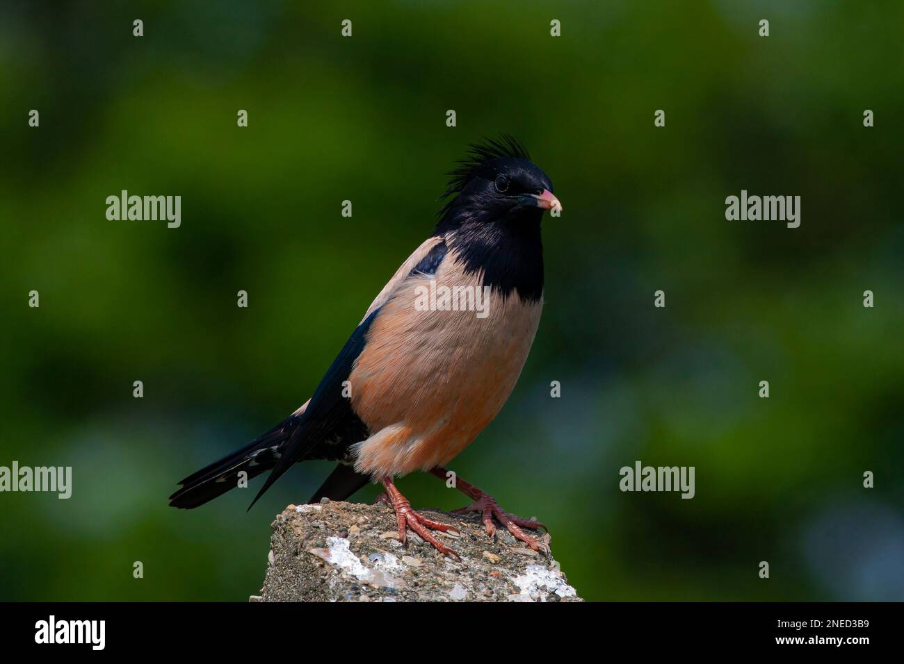 bird watching around on the stone, Rosy Starling, Pastor roseus Stock ...