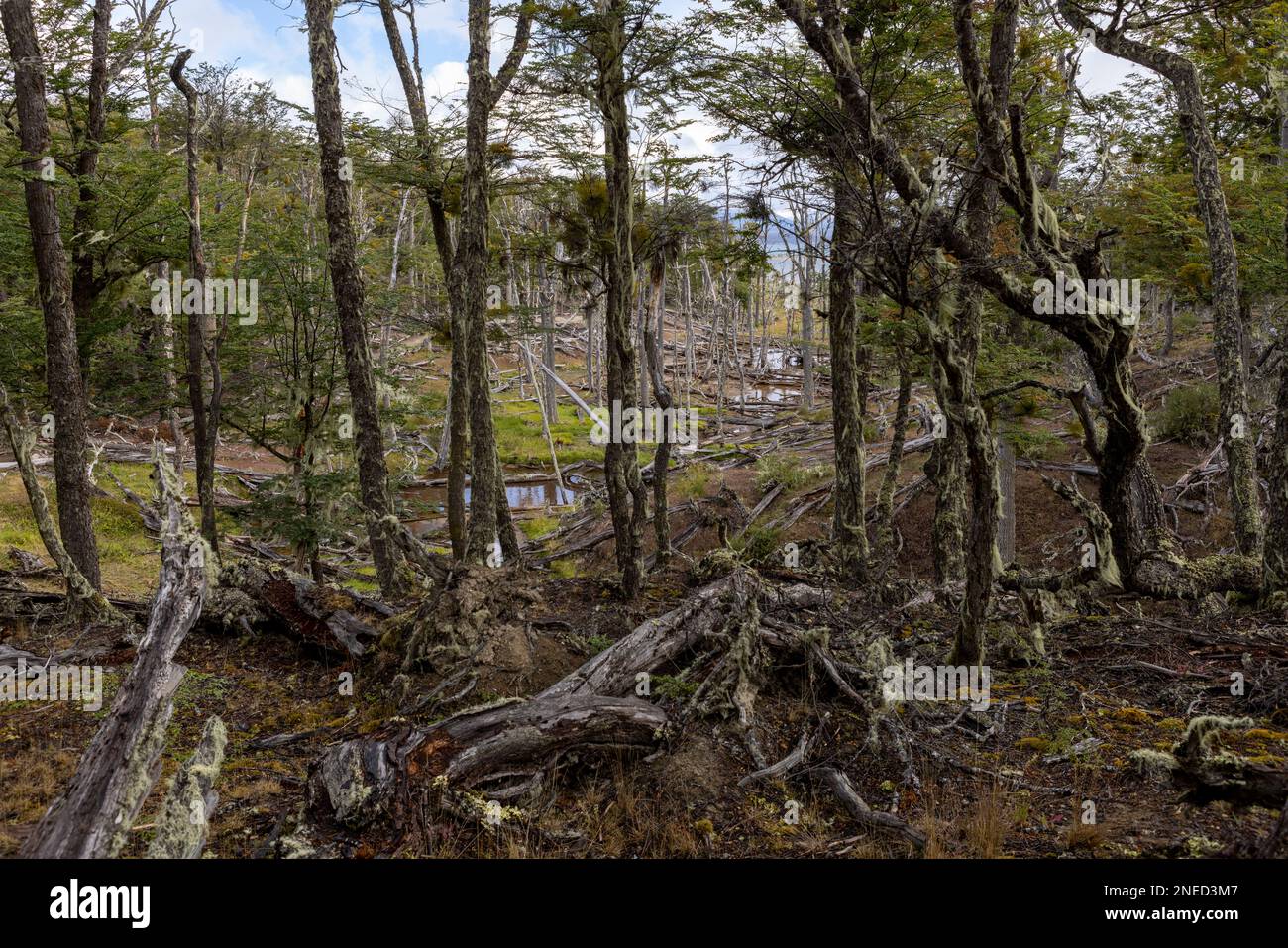 RESERVA PROVINCIAL LAGUNA NEGRA at Fagnano Lake near Tolhuin, Argentina ...