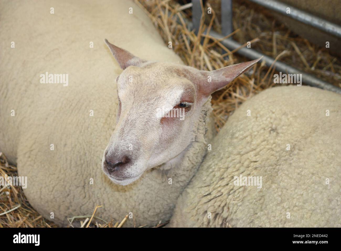 Contented sheep hi-res stock photography and images - Alamy
