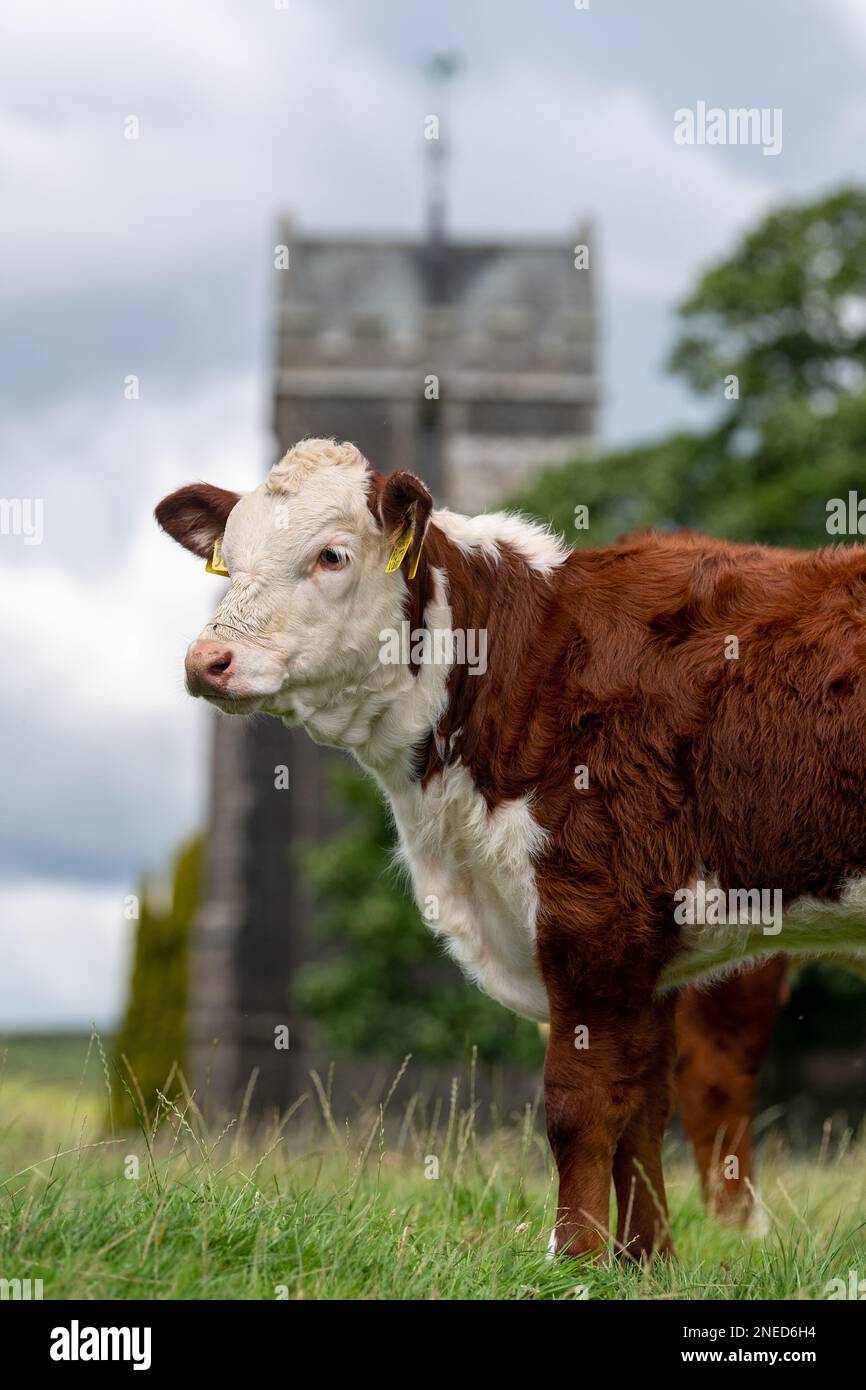 Hereford cattle, an old English native beef breed, in an upland pasture ...