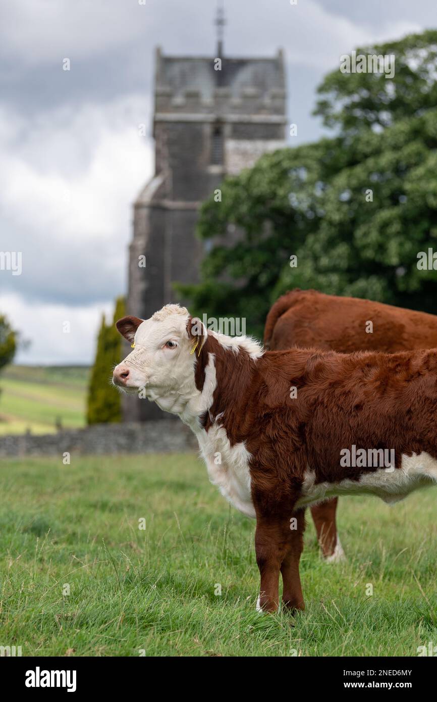 Hereford cattle, an old English native beef breed, in an upland pasture ...