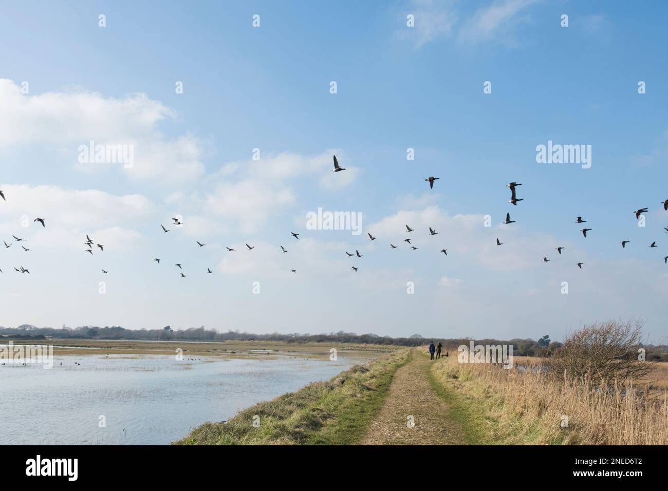 Flying geese on wall hi-res stock photography and images - Alamy