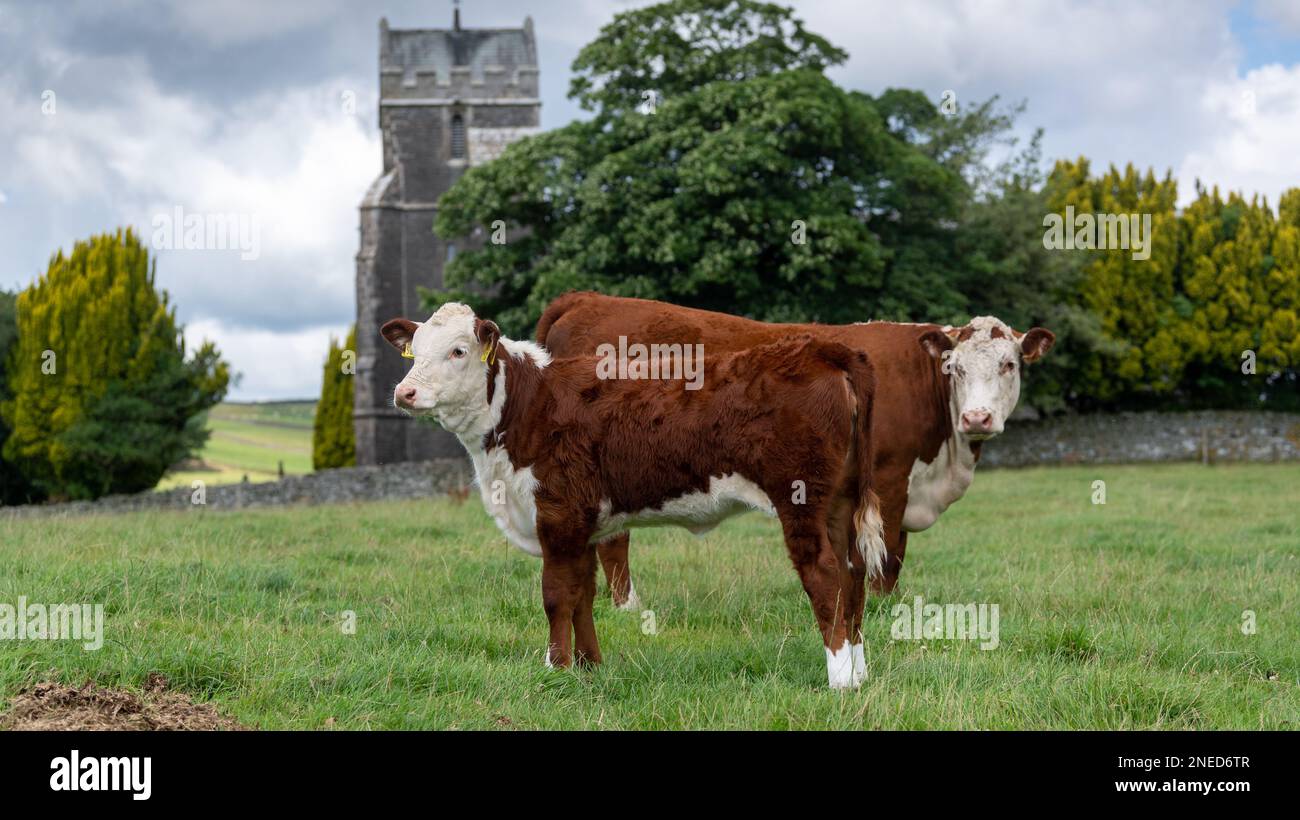 Hereford cattle, an old English native beef breed, in an upland pasture ...