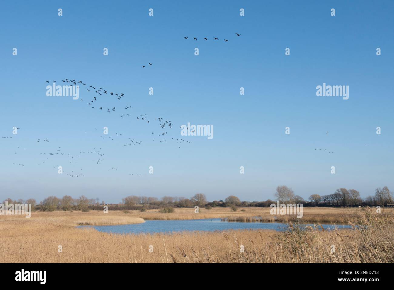 Brent geese, Branta bernicla, flock flying over reed beds and ponds ...