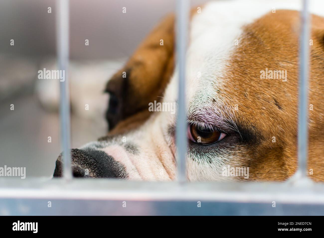 Dog with corneal ulcer. English Bulldog breed Stock Photo - Alamy