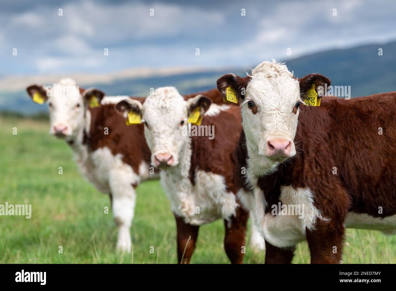 Grounp of young Hereford calves, a native English breed of beef cattle ...
