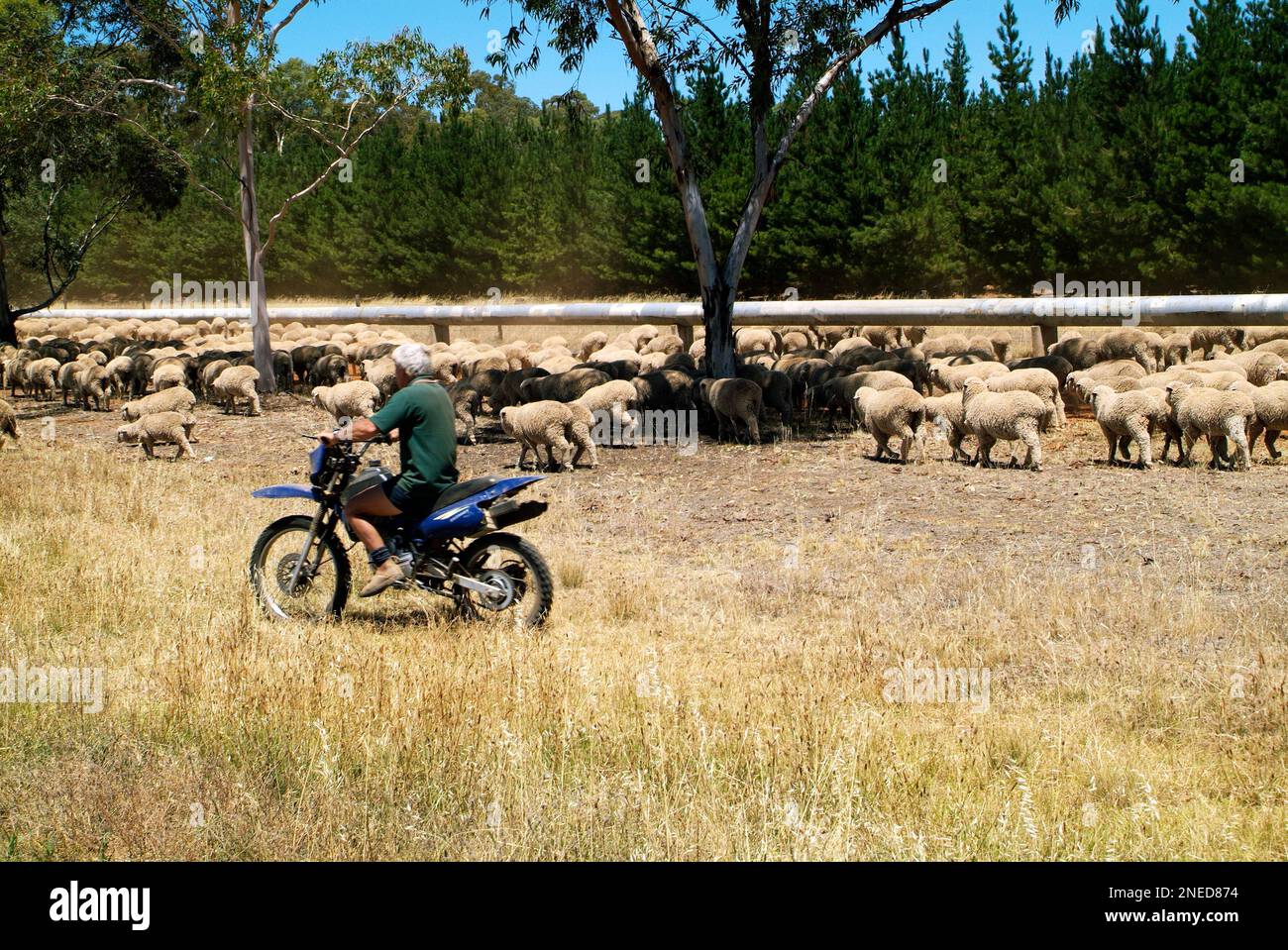 Australia, modern method of cattle herders on motorcycles herding a ...